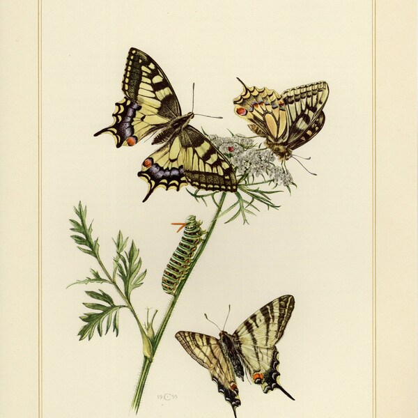 Butterfly Lithograph - Etsy