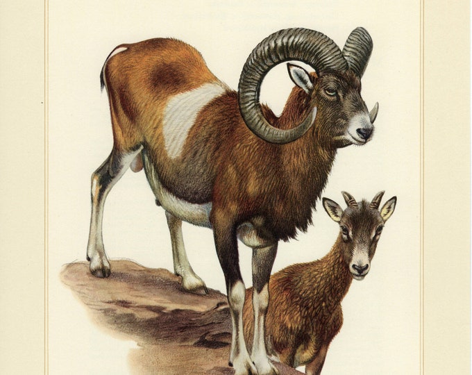 MOUFLON Vintage Lithograph From 1956 - Etsy