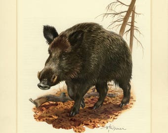 Wild boar art | Etsy