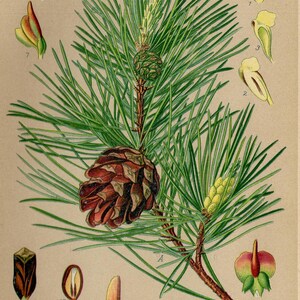 SCOTCH PINE TREE Print Vintage Lithograph From 1894 - Etsy