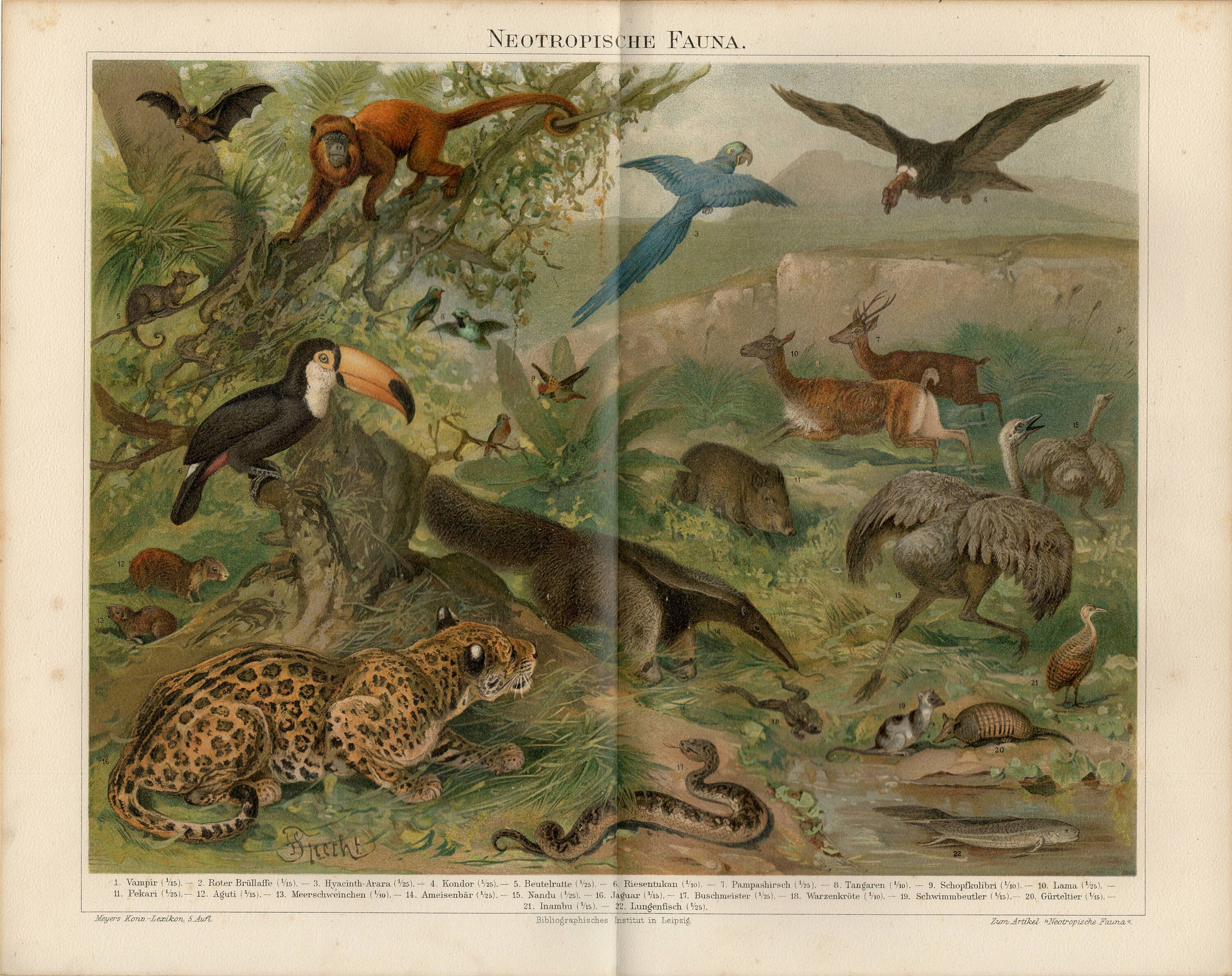 NEOTROPICAL FAUNA Vampire Bat Colombian Red Howler Hyacinth Macaw ...