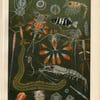 Albertus Seba Birds and a Snakes, Cabinet of Natural Curiosities ...