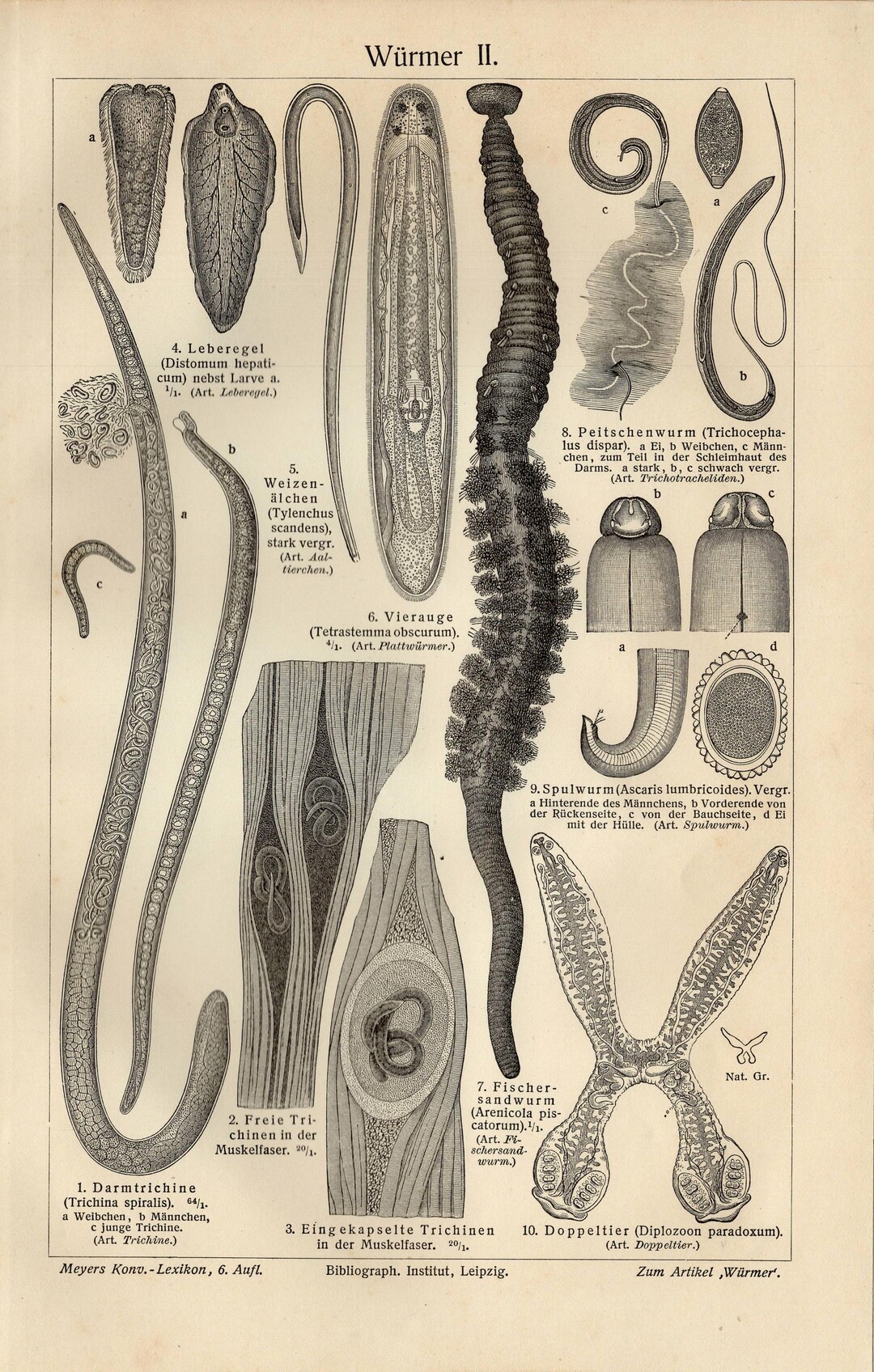 WORM PARASITE PRINT Engraving From 1909 - Etsy