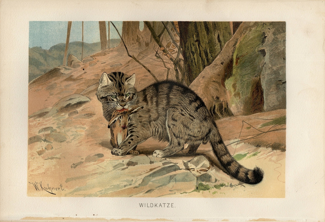 WILDCAT PRINT Antique Lithograph From 1890 - Etsy