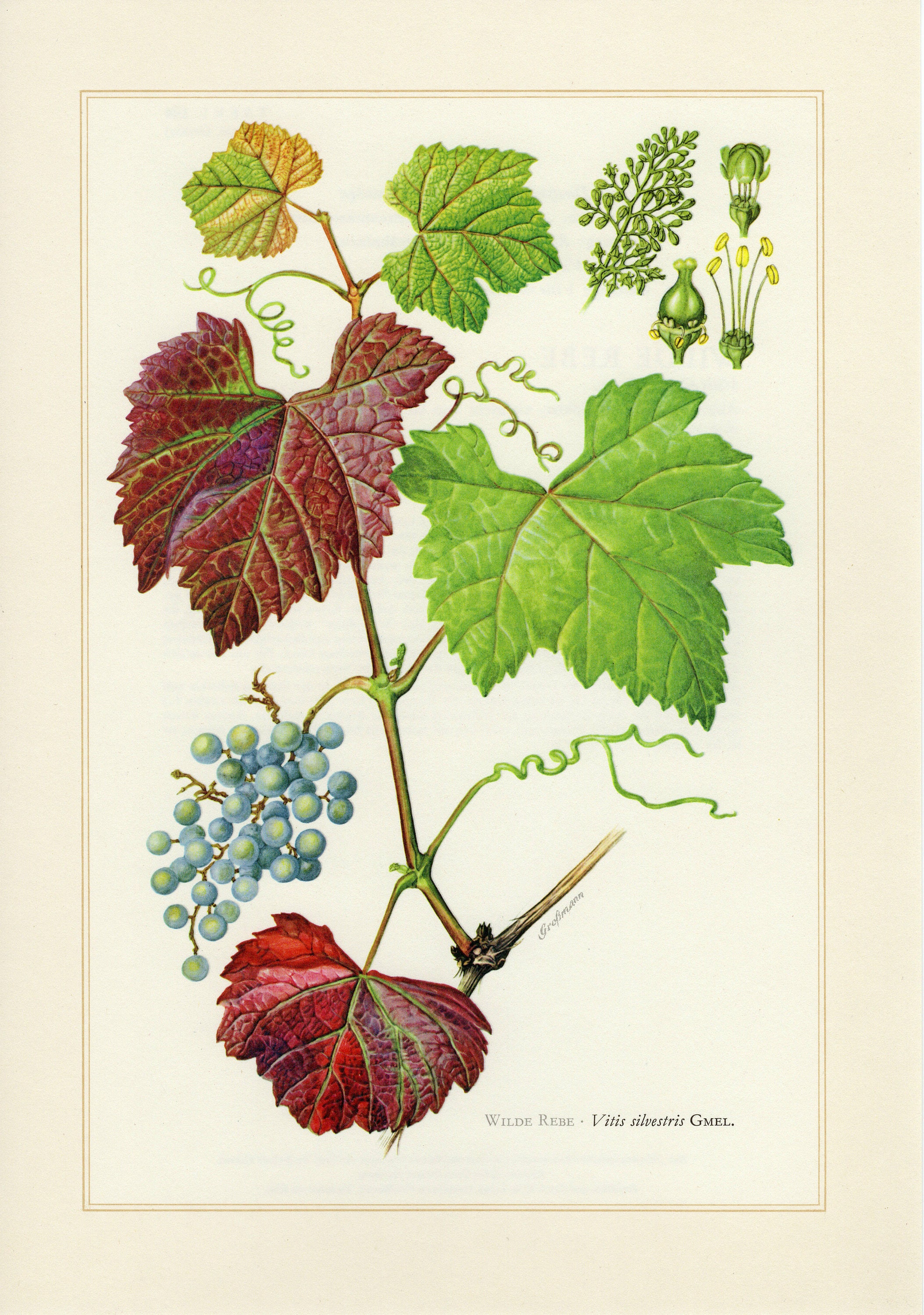GRAPE VINE PRINT Vintage lithograph from 1958 | Etsy