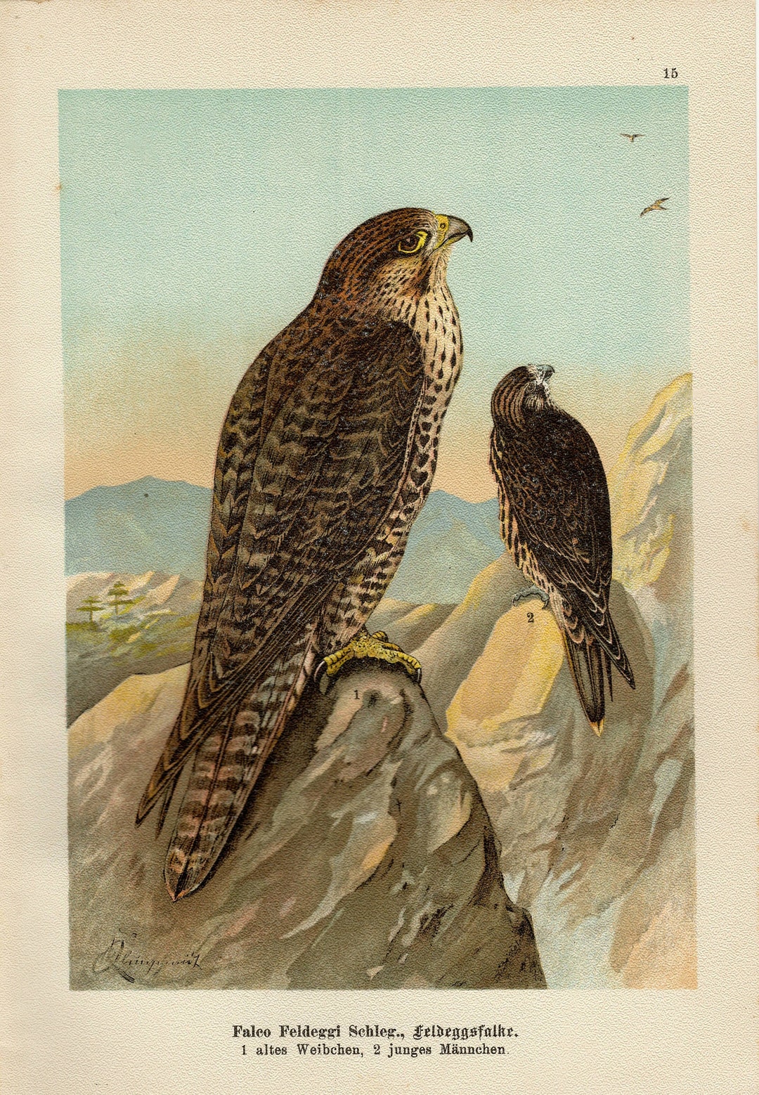 LANNER FALCON FELDEGGI Vintage Lithograph From 1903 - Etsy