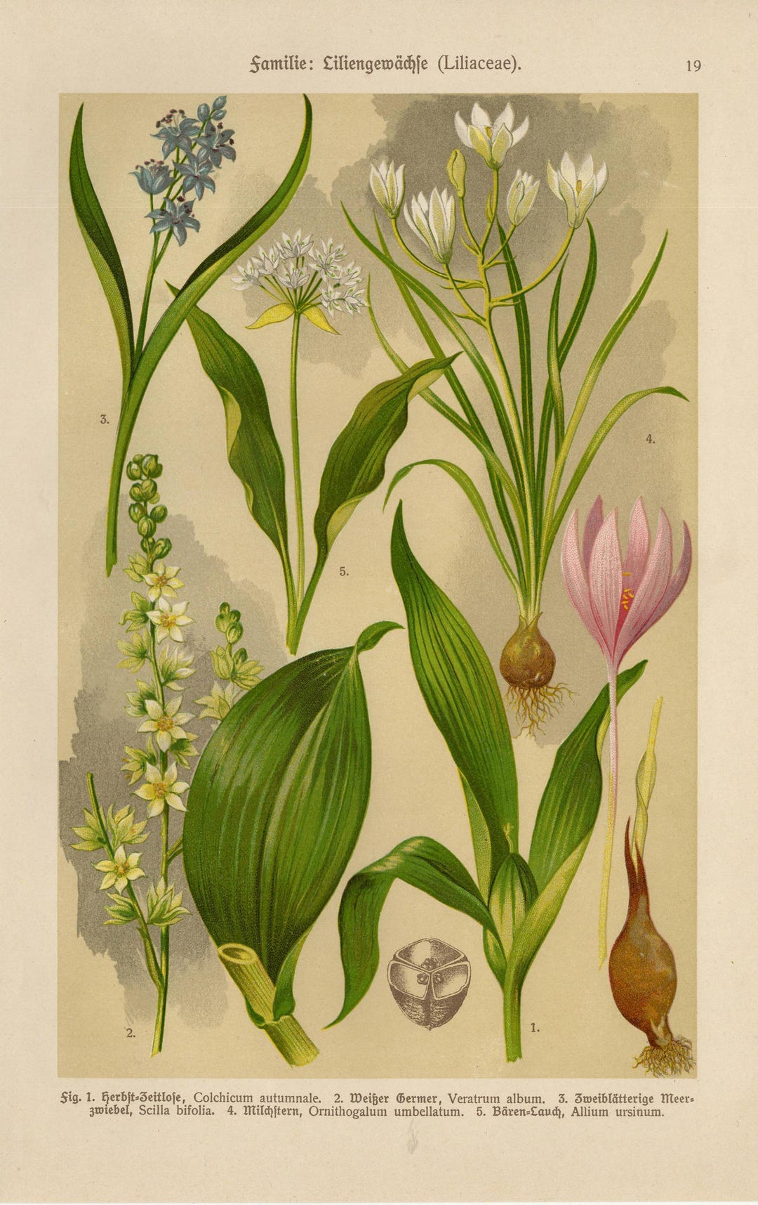 LILY CROCUS SQUILL Vintage Lithograph From 1911 - Etsy