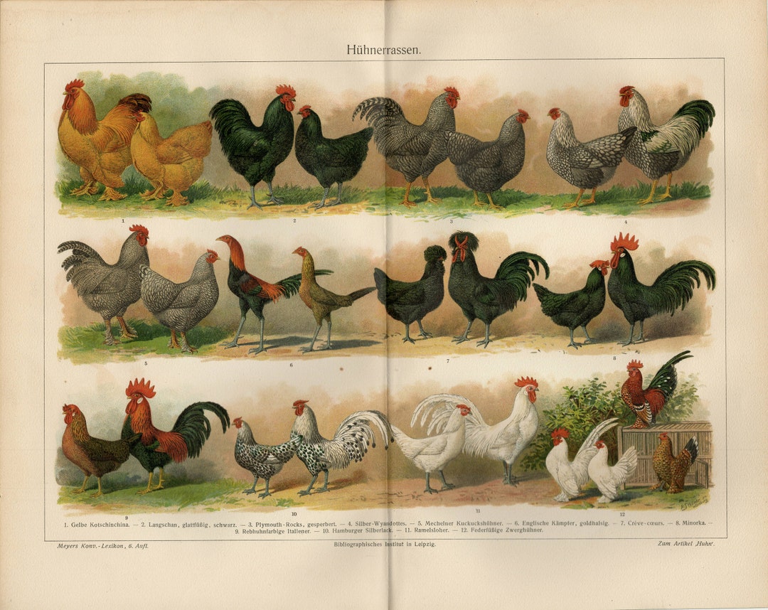 CHICKEN BREEDS PRINT Antique Lithograph From 1908 - Etsy
