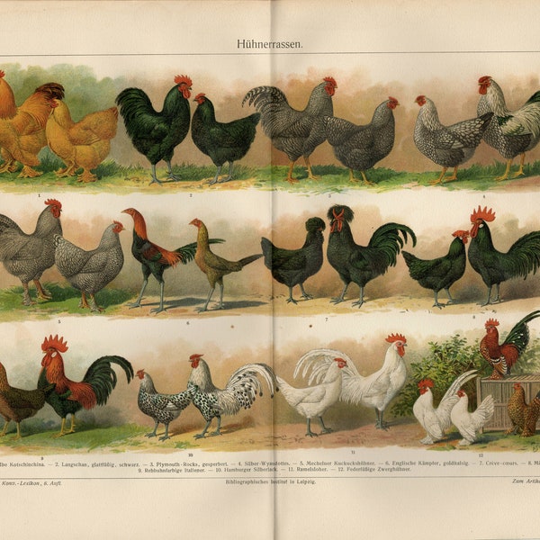 Antique Chickens - Etsy