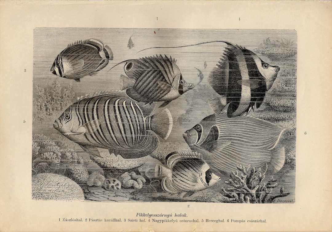 FRESHWATER FISH PRINT Antique Engraving From 1905 - Etsy