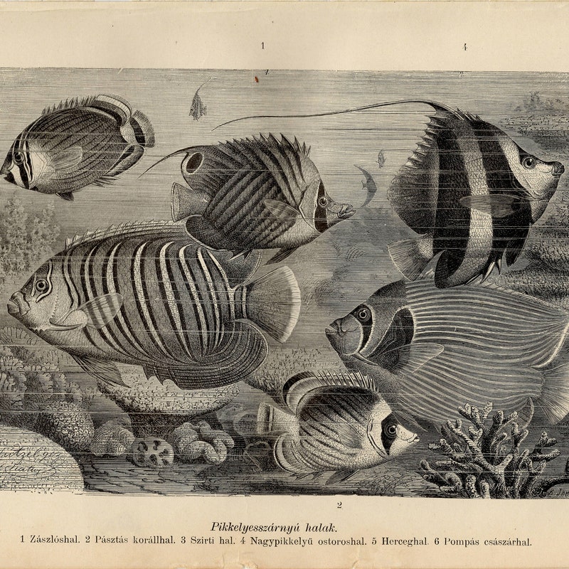 Antique Fish Print - Etsy