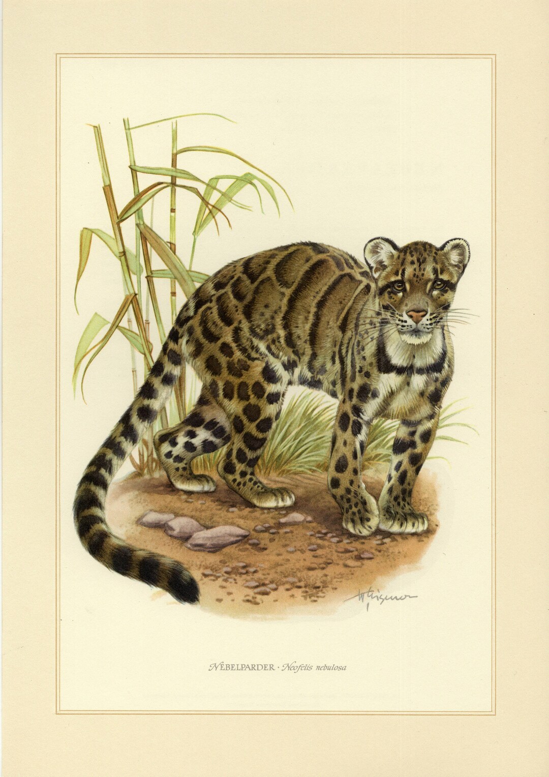 CLOUDED LEOPARD Vintage Lithograph From 1956 - Etsy