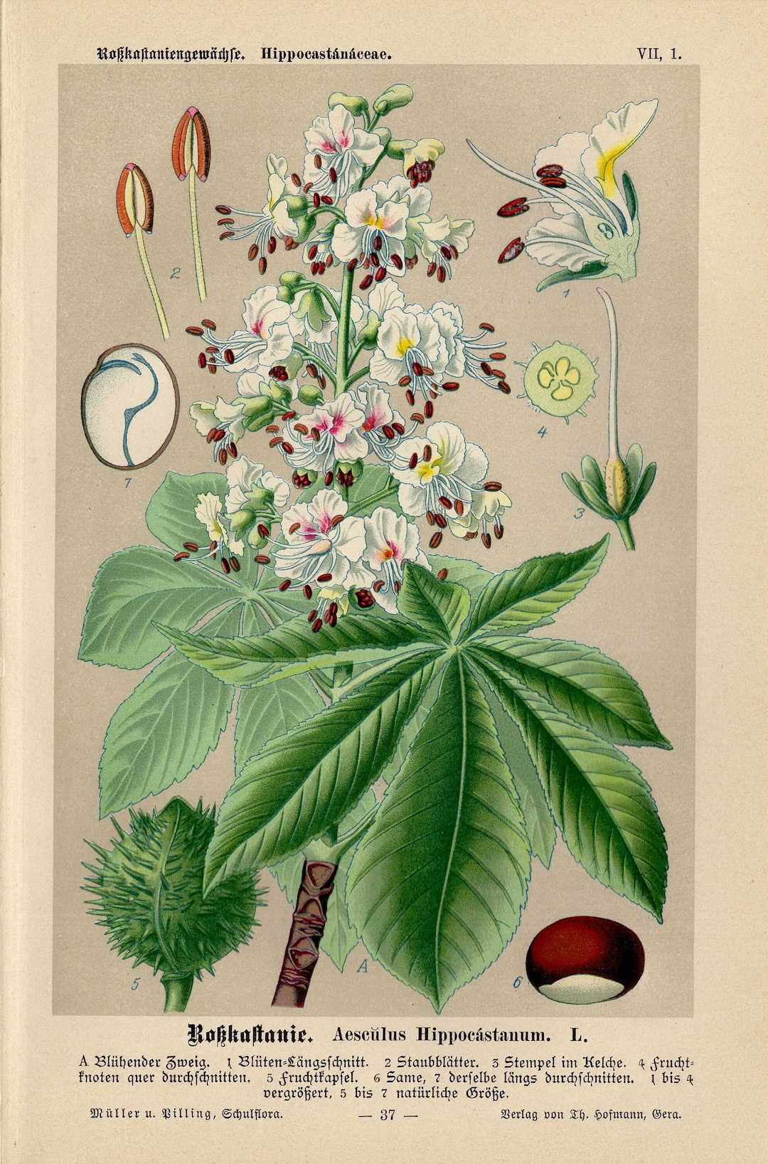 CHESTNUT PRINT Vintage Lithograph From 1894 - Etsy