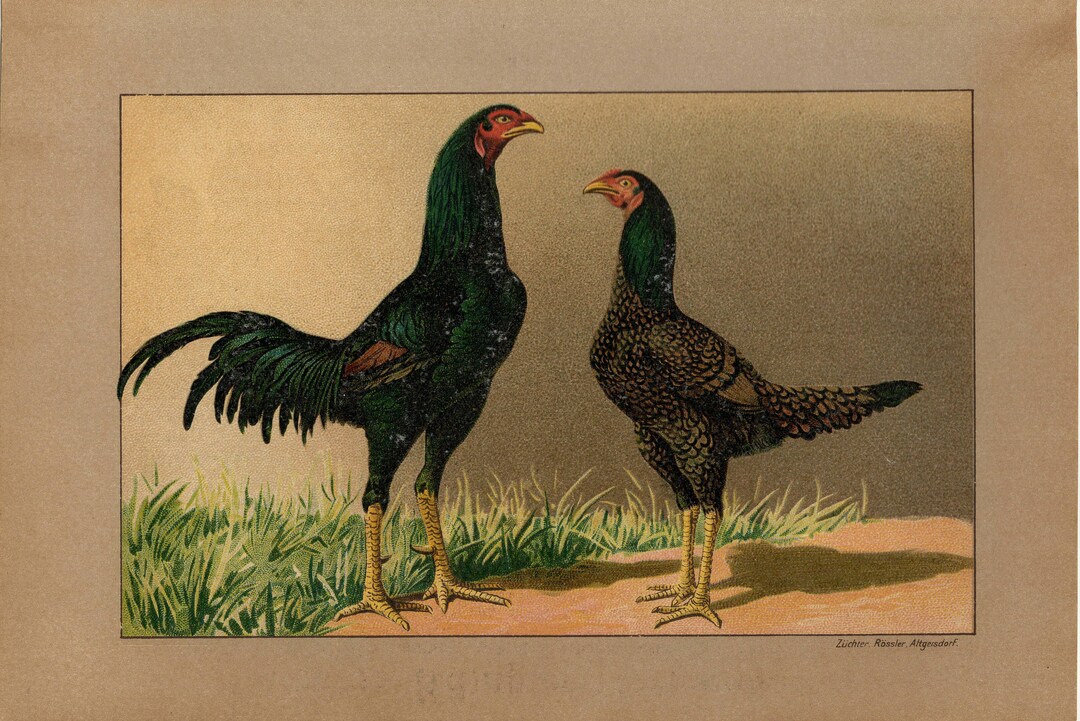 CORNISH INDIAN GAME Chicken Vintage Lithograph From 1899 - Etsy