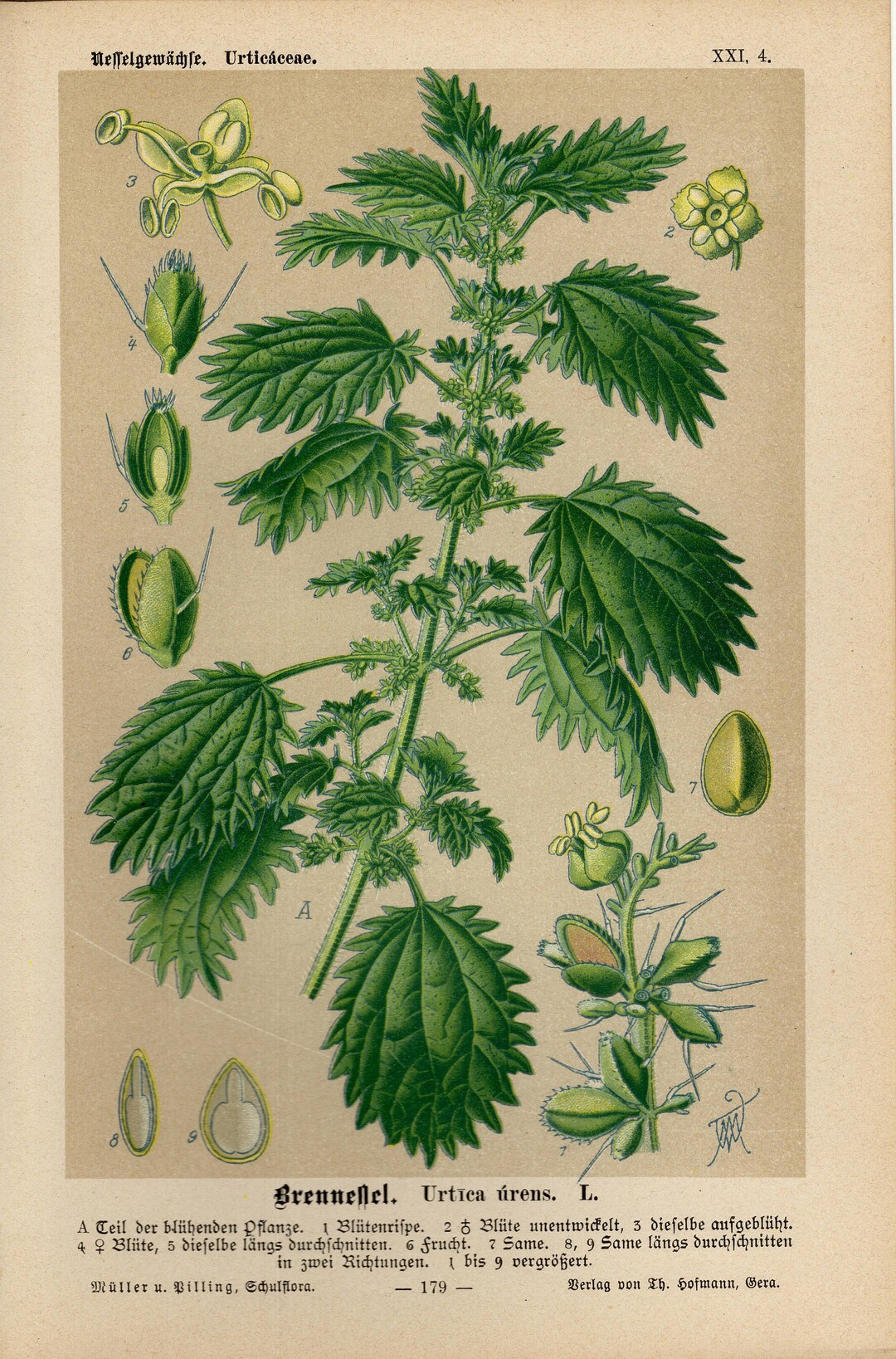DWARF NETTLE PRINT Vintage Lithograph From 1894 - Etsy