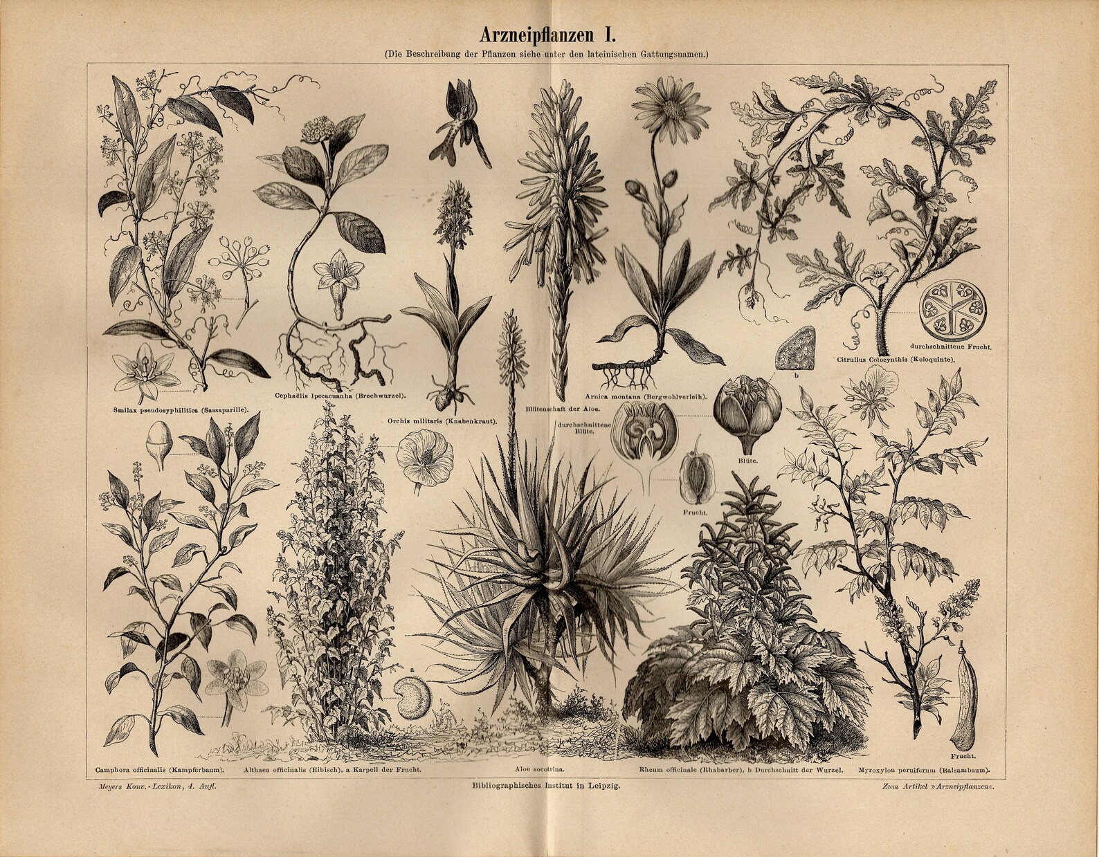 MEDICINAL HERBS PLANTS Engraving From 1890 no 1 - Etsy