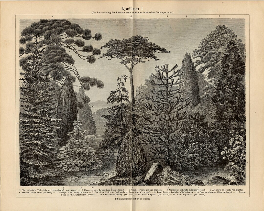 CONIFERS PINALES PRINT Antique Engraving From 1908 - Etsy