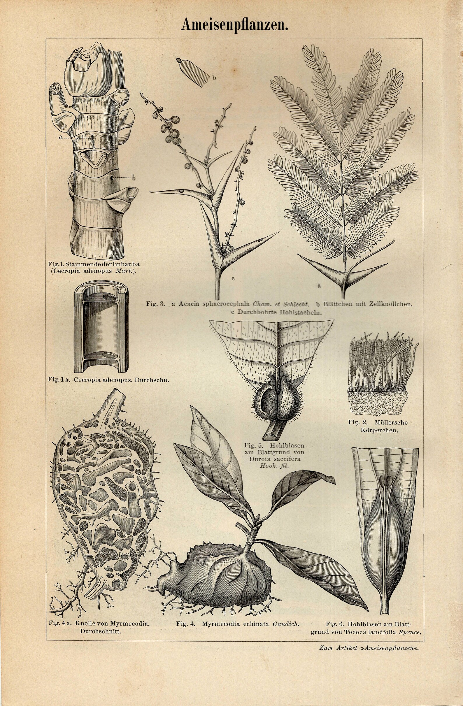 ANT ANTS PRINT Engraving From 1894 - Etsy