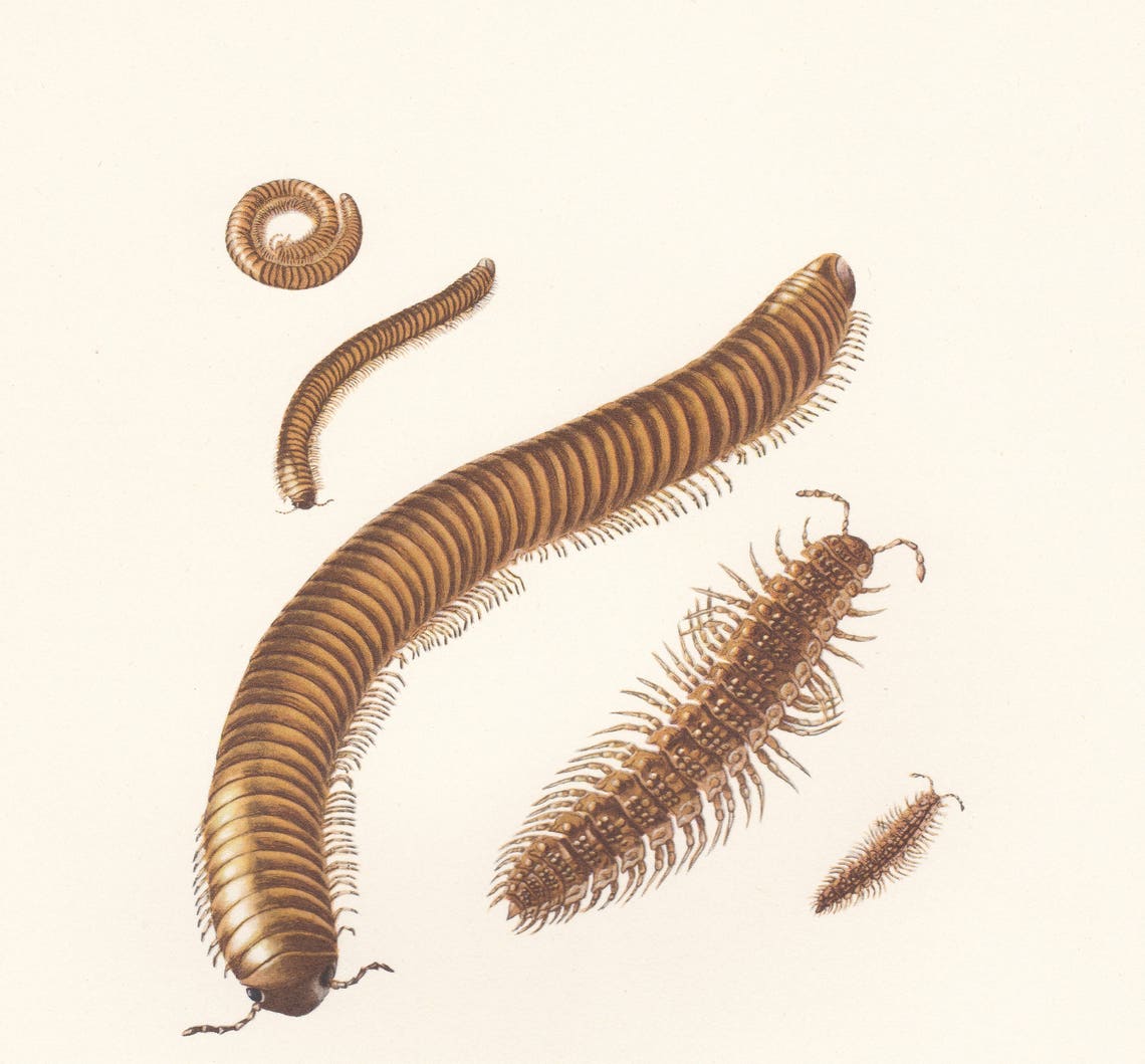 PILL-BUG MILLIPEDES Print Vintage lithograph from 1956 | Etsy