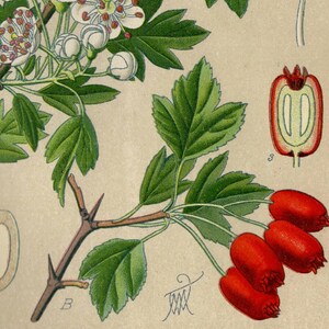 HAWTHORN Print Vintage Lithograph From 1894 - Etsy