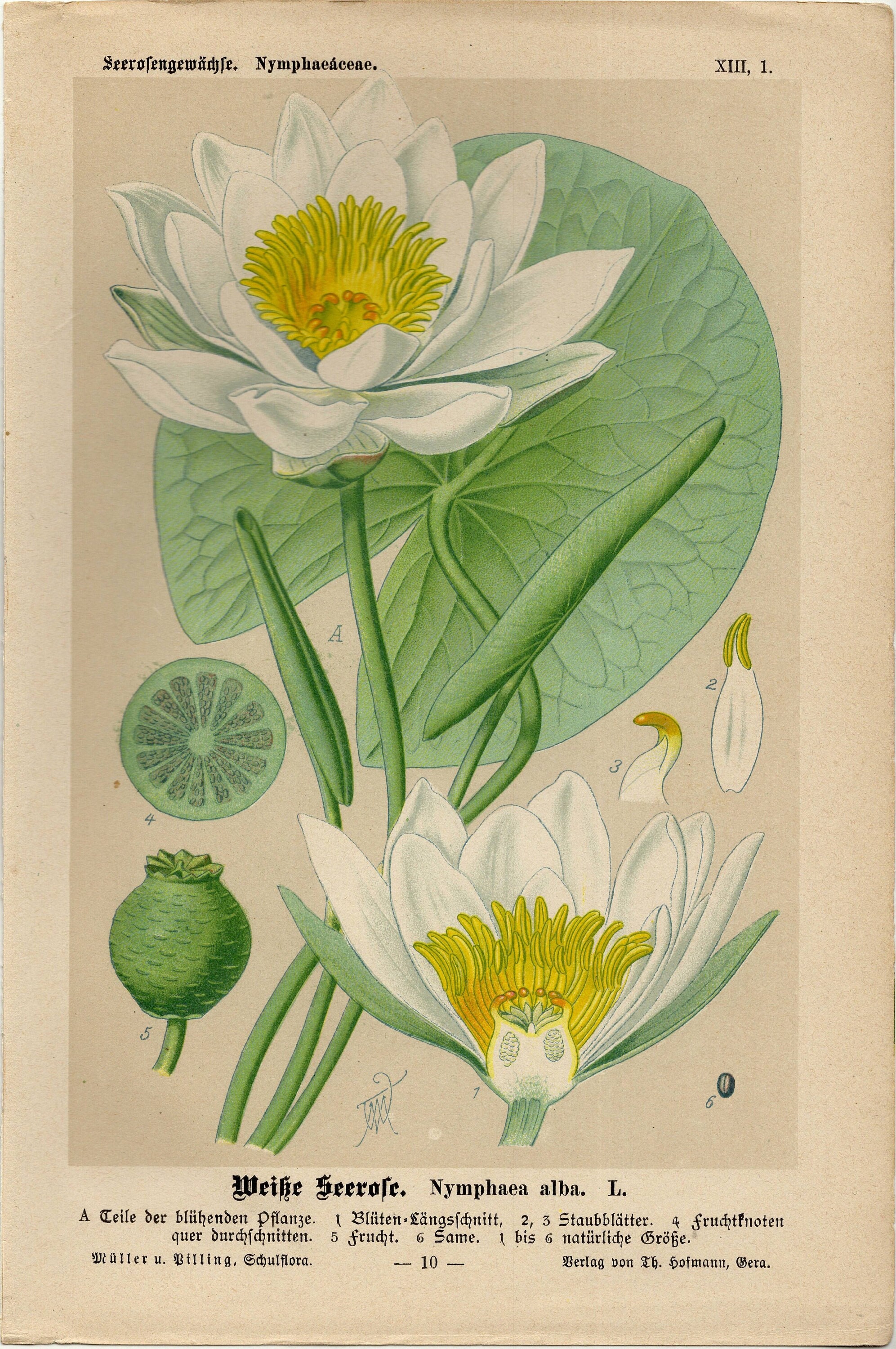 Prints Art & Collectibles WATER LILY water rose vintage lithograph from ...