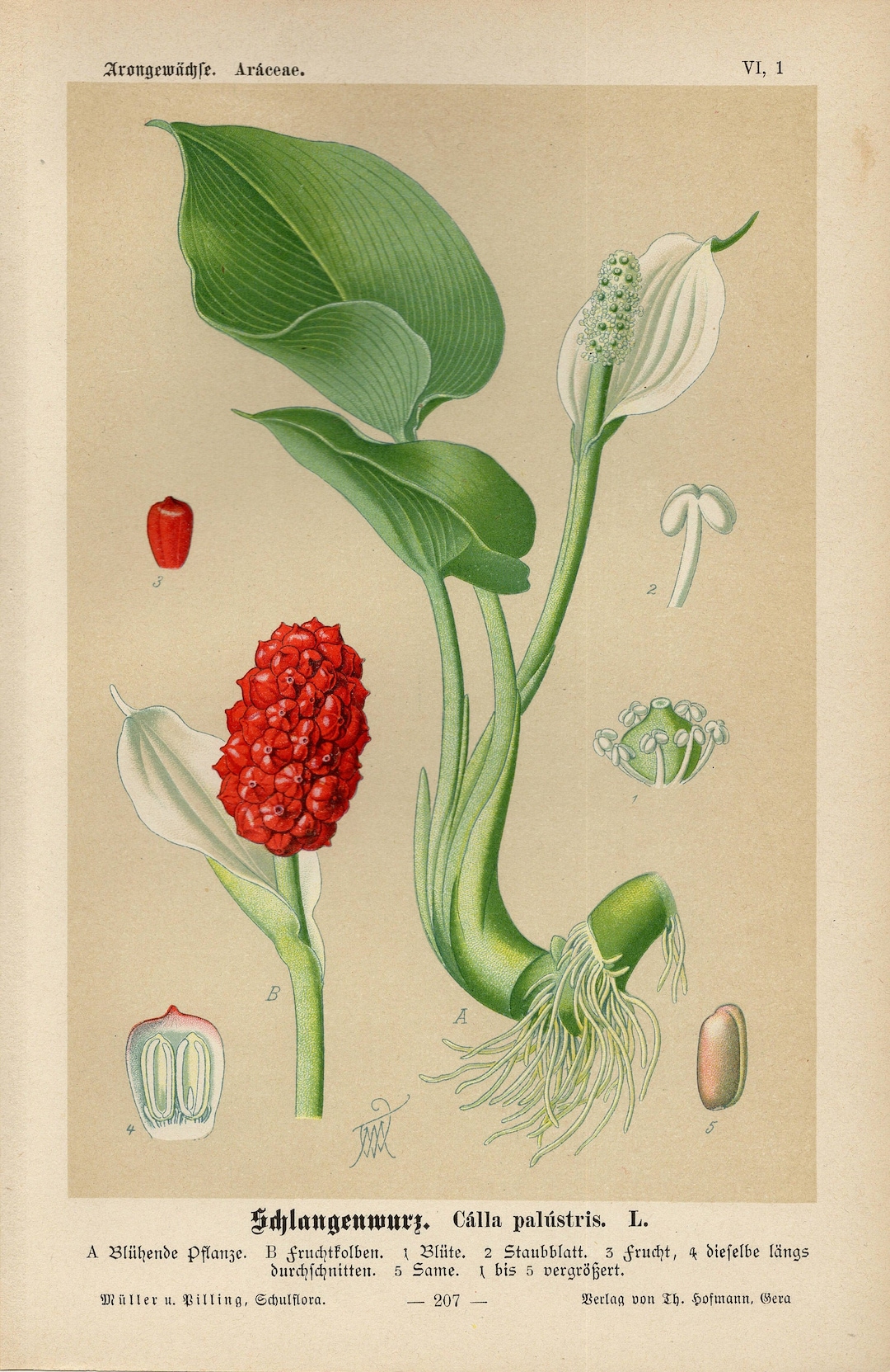 CALLA LILY Print Vintage Lithograph From 1894 - Etsy