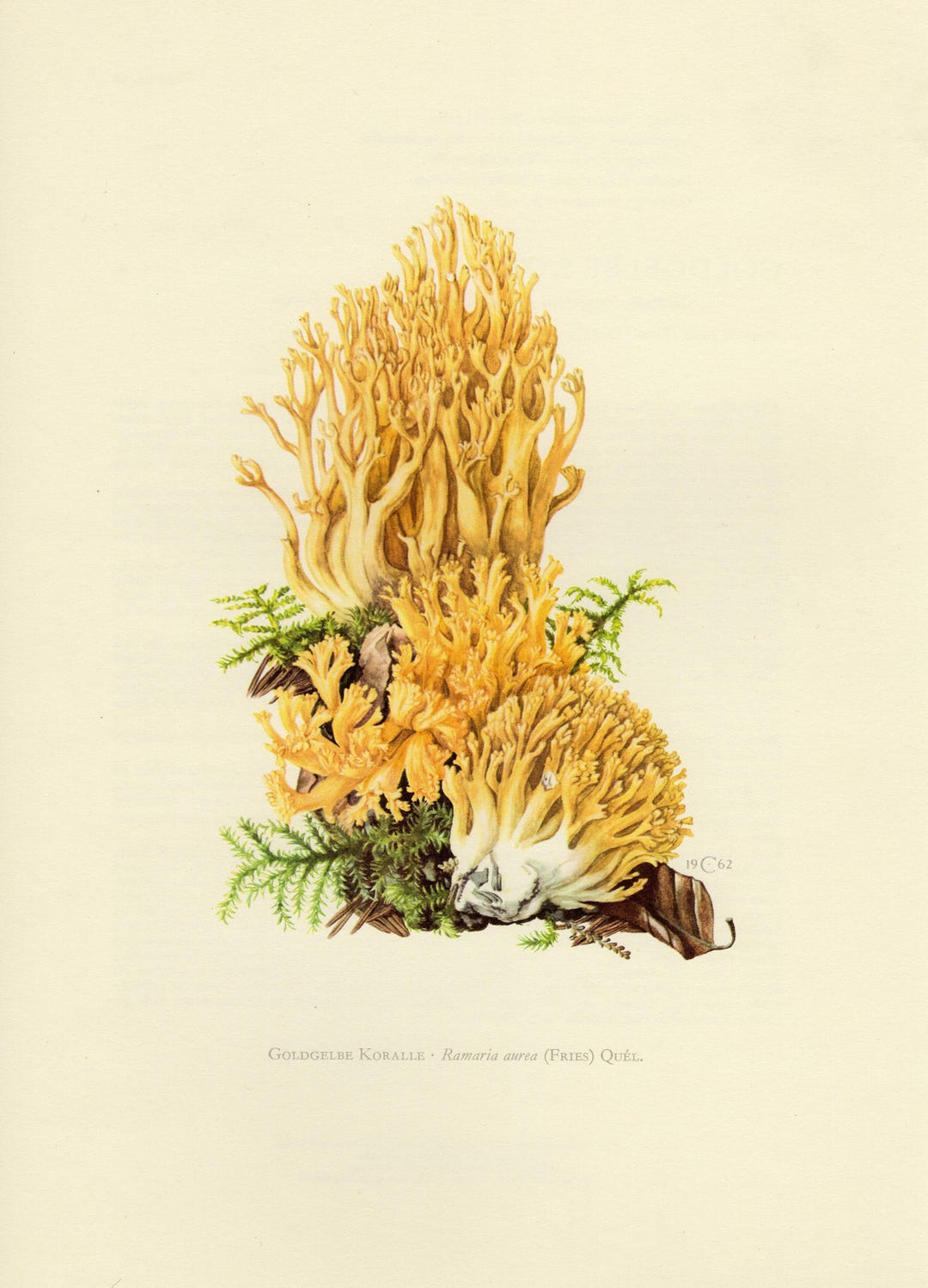 GOAT'S BEARD MUSHROOM Vintage Lithograph From 1962 - Etsy