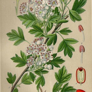HAWTHORN Print Vintage Lithograph From 1894 - Etsy