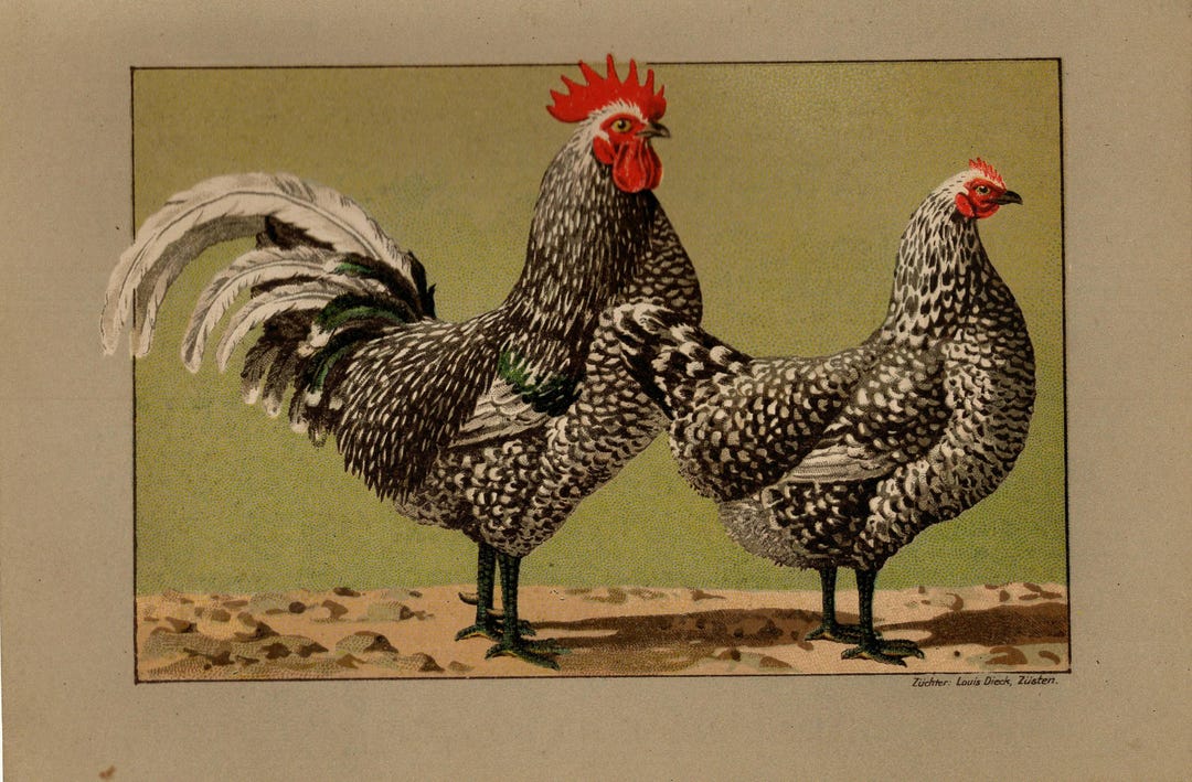 CHICKEN MOTTLED JAVA Chicken Vintage Lithograph From 1899 - Etsy