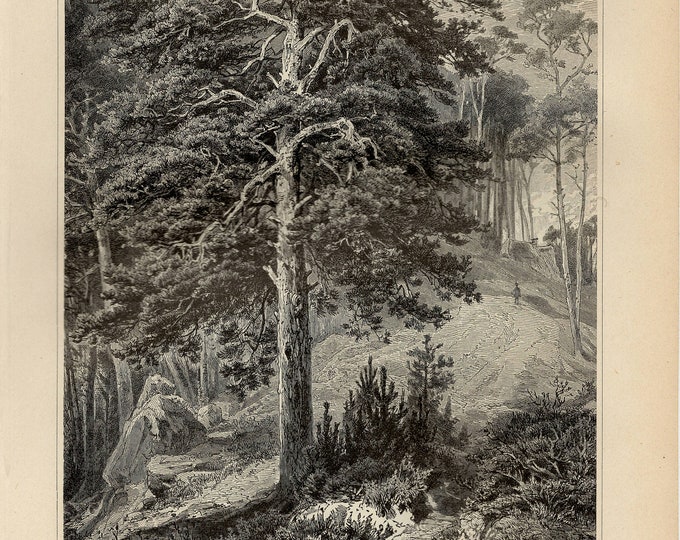 PINE TREE Antique Engraving From 1897 - Etsy