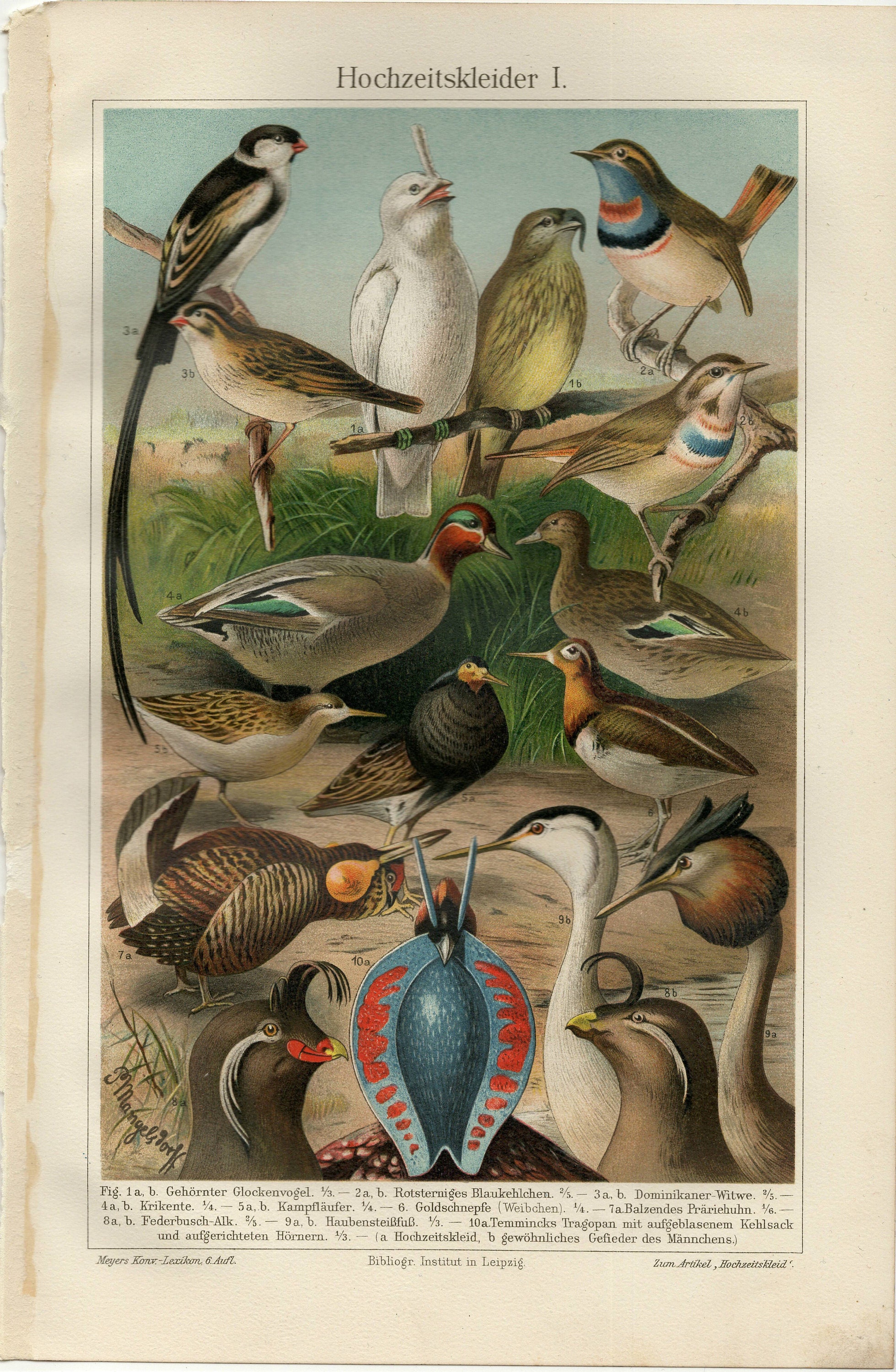 ANIMALS SPEAK COLOR Antique lithograph from 1908 Lithographs Prints ...