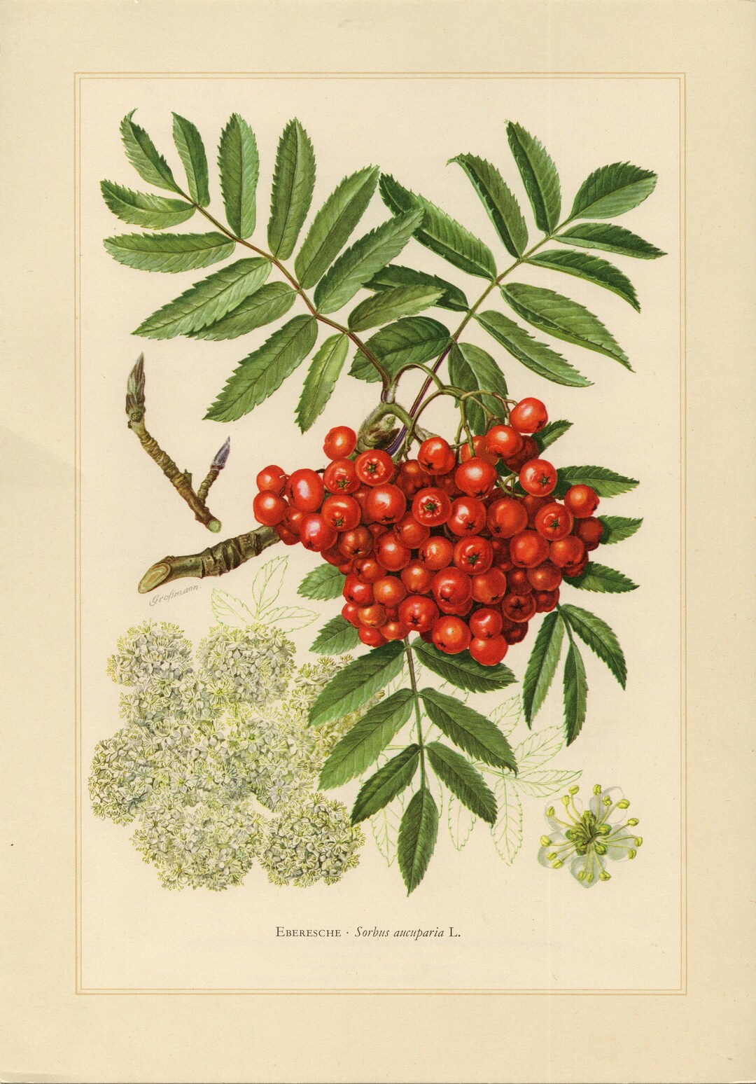 ROWAN PRINT Vintage Lithograph of Rowan or Mountain-ash From 1958 - Etsy