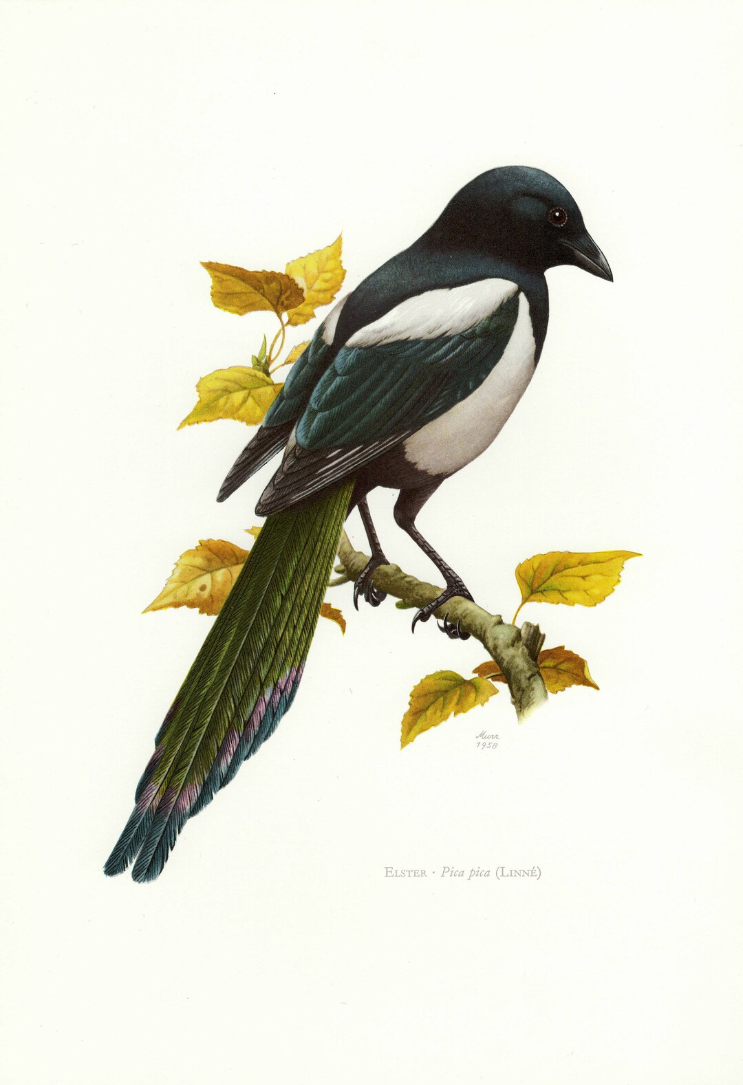 MAGPIE PRINT Vintage Lithograph From 1958 - Etsy