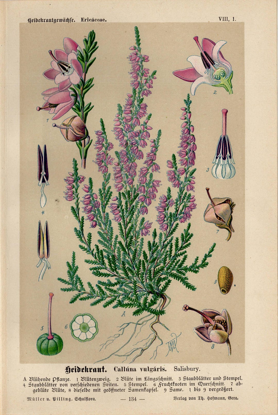HEATHER LING PRINT Vintage Lithograph From 1894 - Etsy