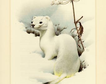 Stoat | Etsy