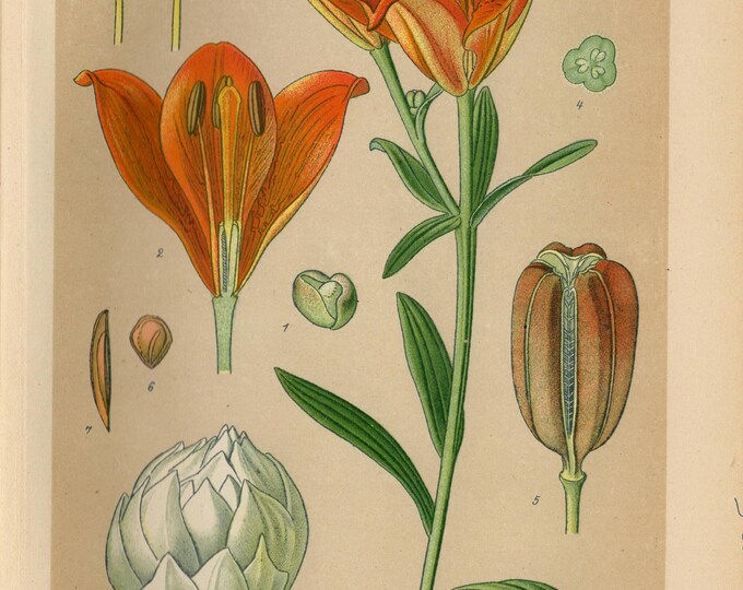 LILY FLOWER Print Vintage Lithograph From 1894 - Etsy