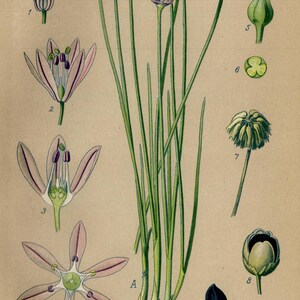 CHIVES FLOWER Print Vintage Lithograph From 1894 - Etsy
