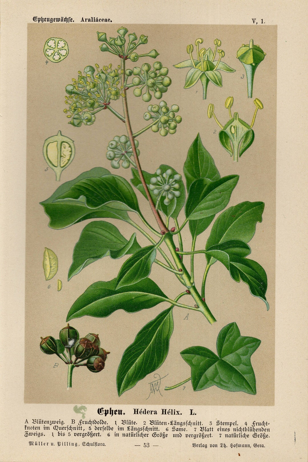 IVY PRINT Vintage Lithograph From 1894 - Etsy
