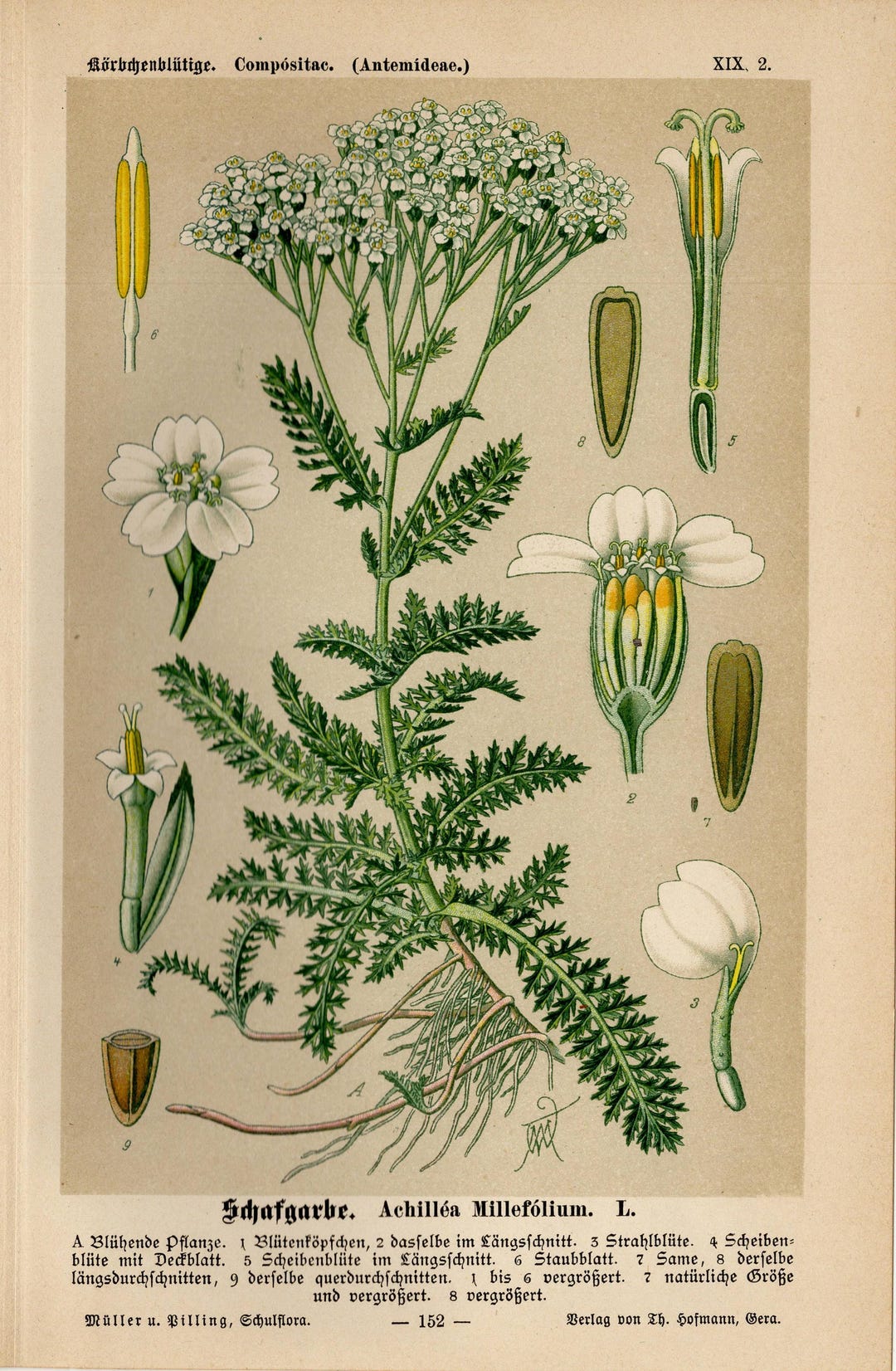 YARROW PRINT Vintage Lithograph From 1894 - Etsy