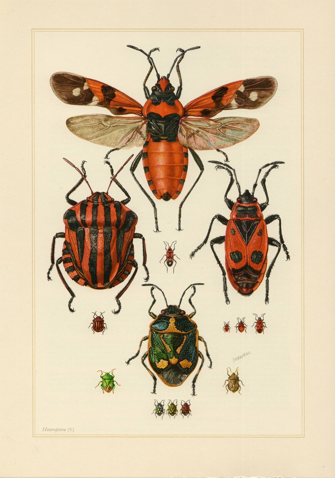 BUG PRINT Vintage lithograph from 1956 | Etsy