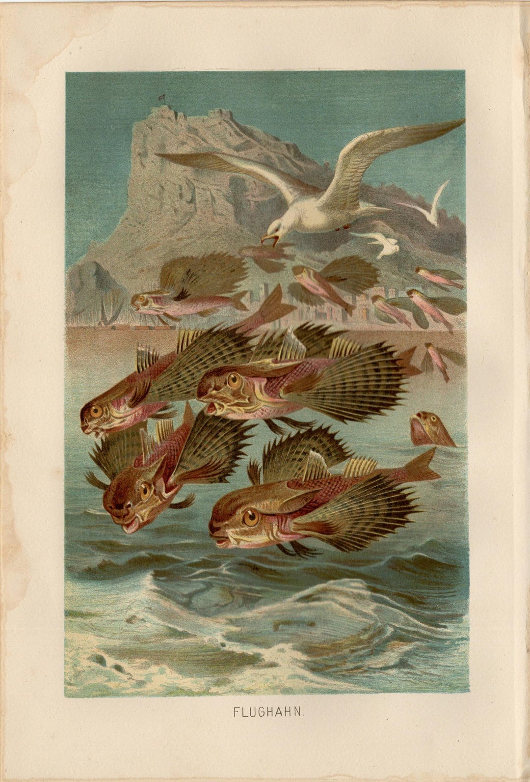FLYING FISH PRINT Antique Lithograph From 1892 - Etsy