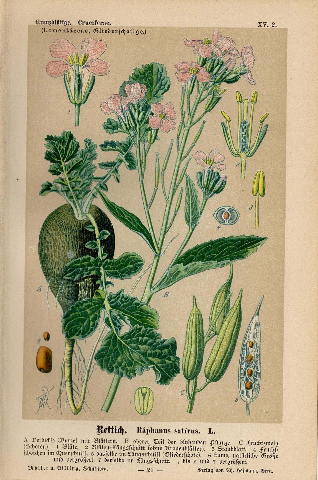 RADISH PRINT Vintage Lithograph From 1894 - Etsy