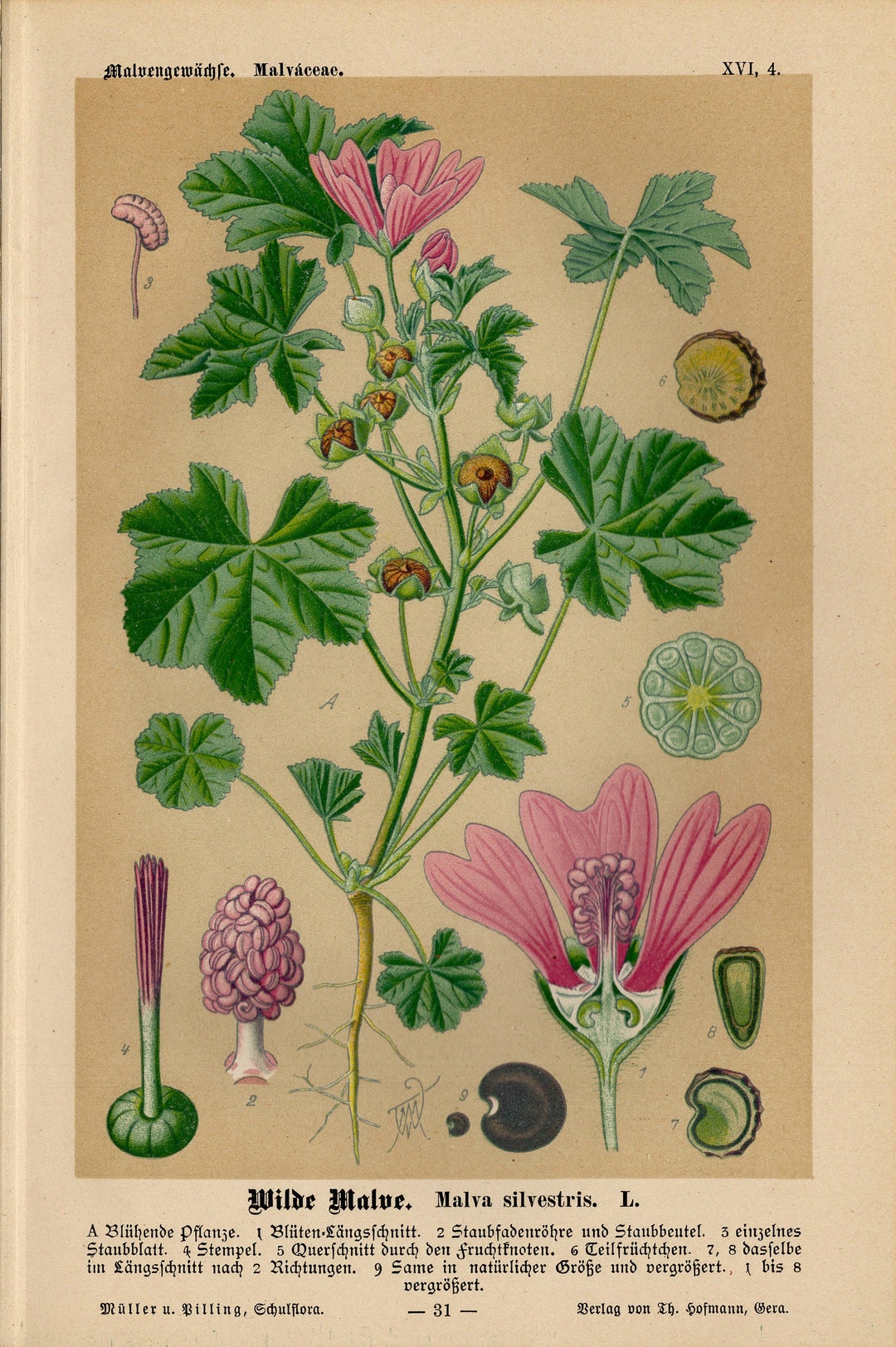 MALLOW CHEESES PRINT Vintage Lithograph From 1894 - Etsy