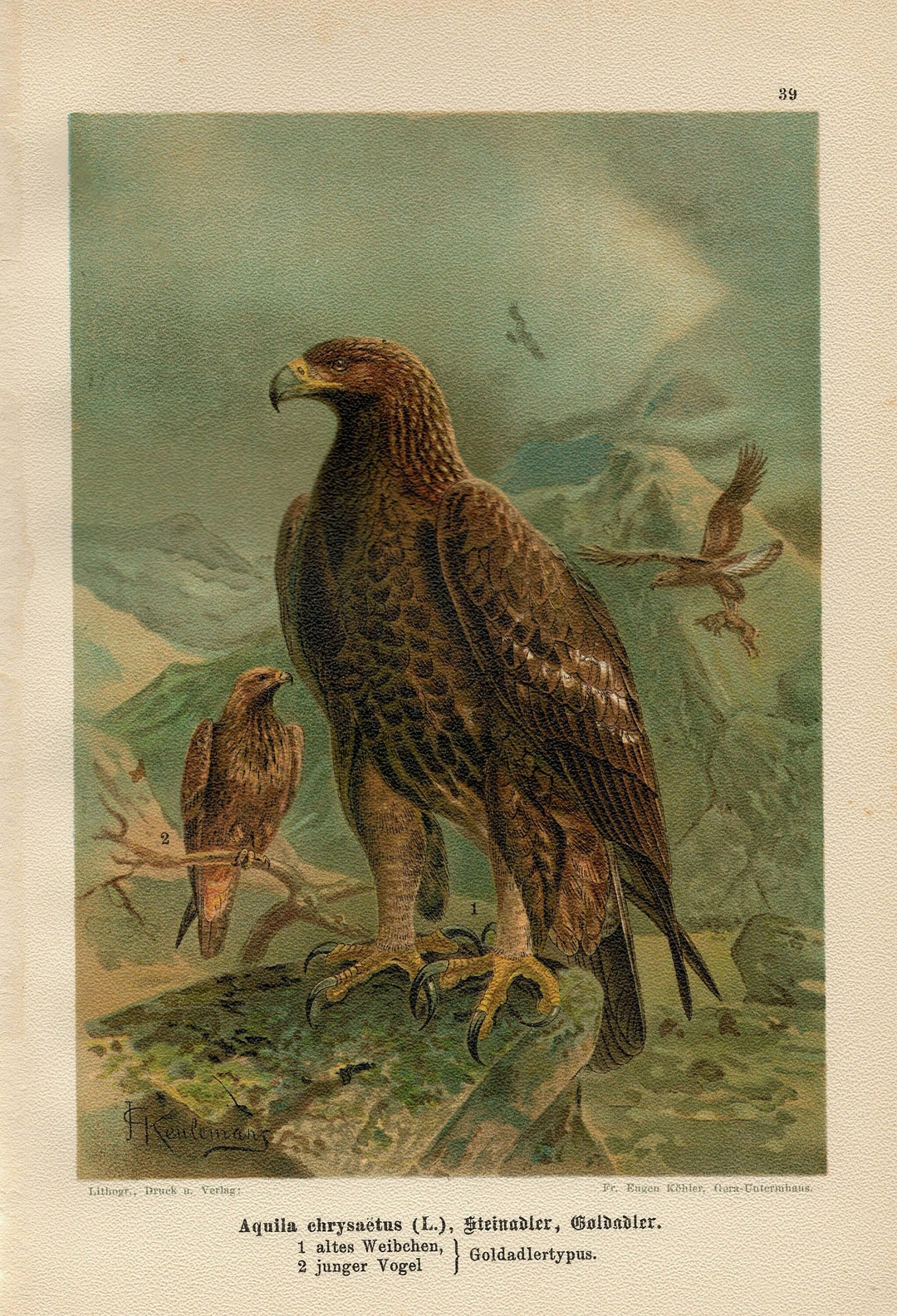 GOLDEN EAGLE Bird Vintage Lithograph From 1903 - Etsy