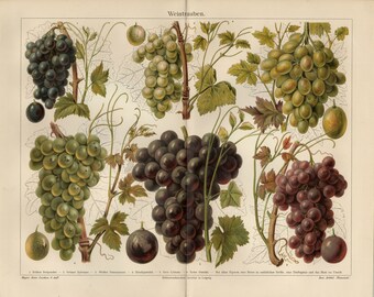 Antique Grape Print | Etsy