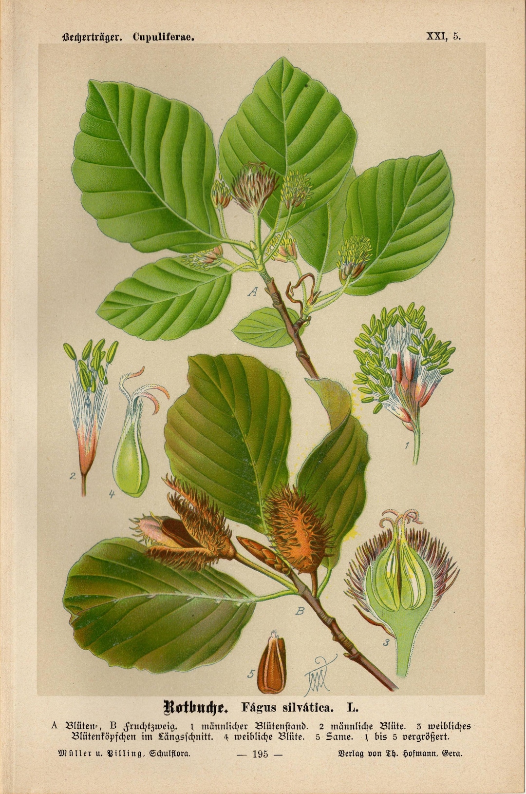 BEECH TREE Print Vintage Lithograph From 1894 - Etsy