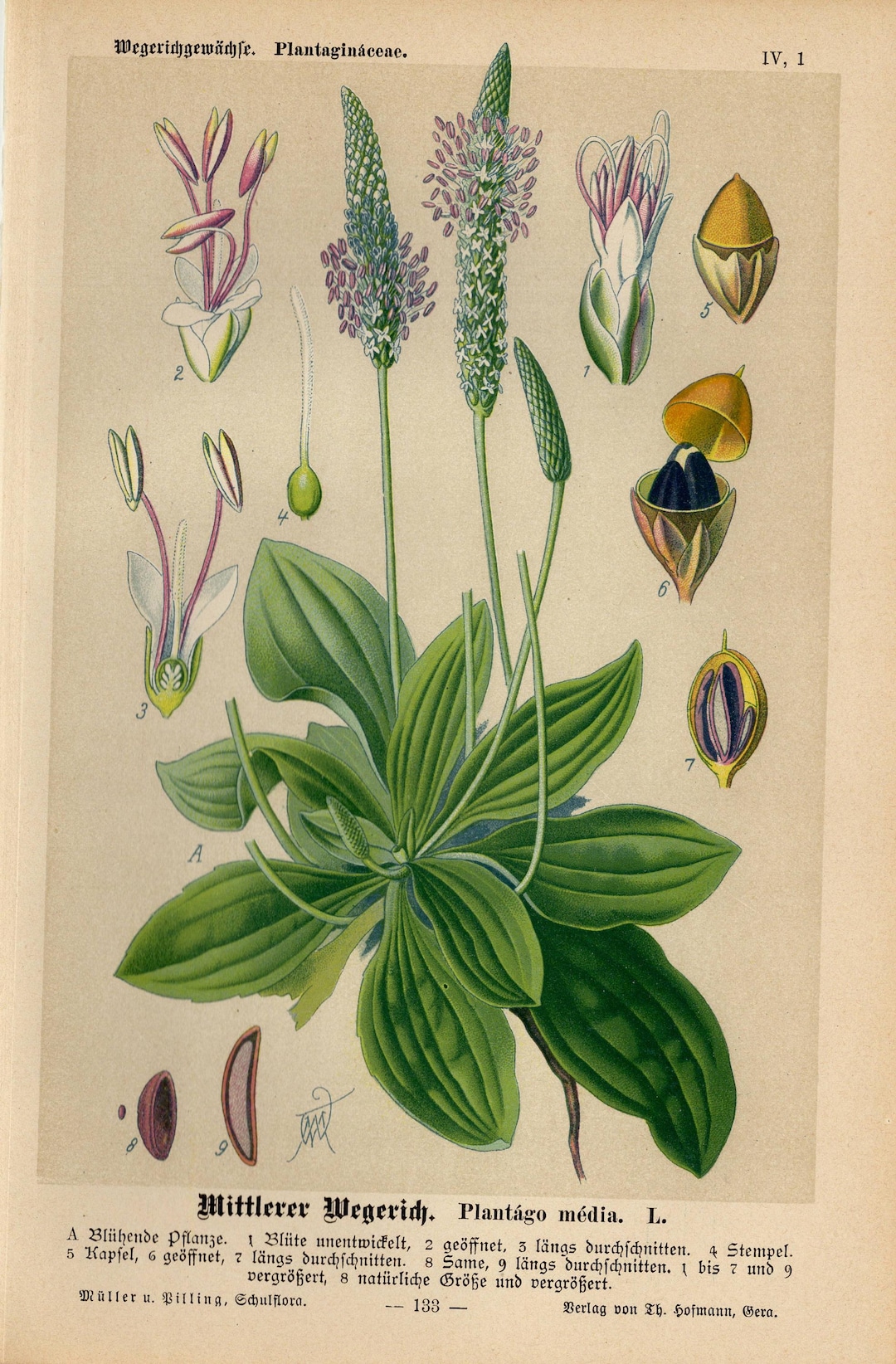 IMPRESSÃO DE BANANA HOARY Litografia vintage de 1894 - Etsy Portugal