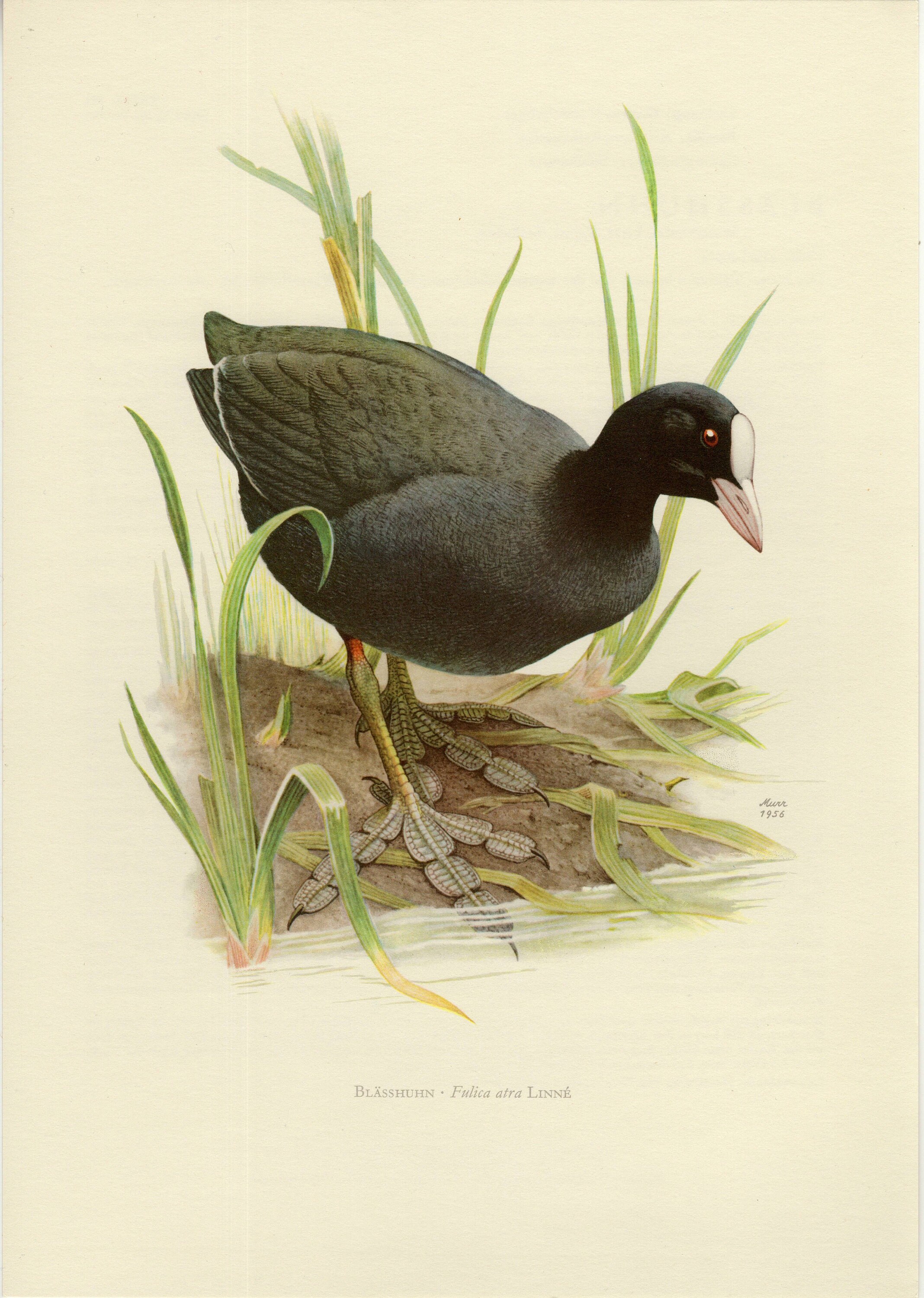 Lithographs Art & Collectibles Prints COOT BIRD PRINT Vintage ...
