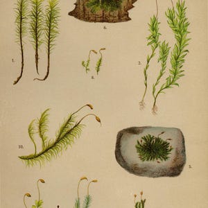 MOSS PRINT Vintage Lithograph From 1911 - Etsy