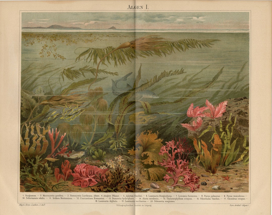 ALGAE PRINT Vintage Lithograph From 1897 - Etsy